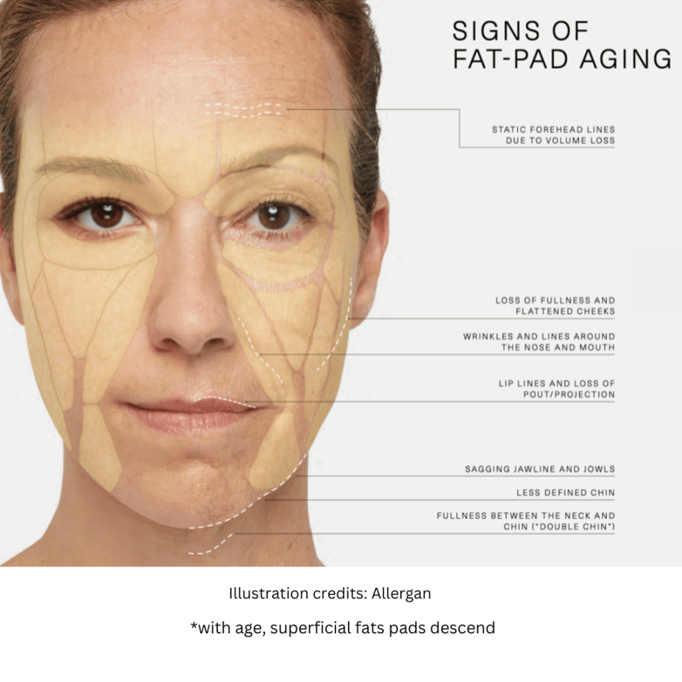 Layers Of Facial Aging I Aluma Blog